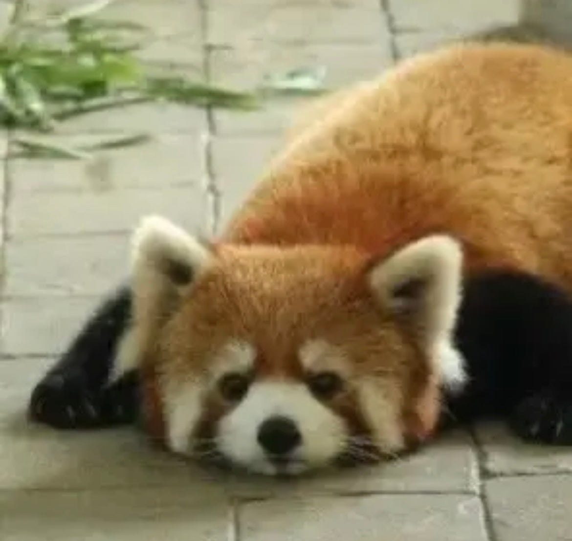 Myoeni- Illustrations and posters – Myoeni's Store